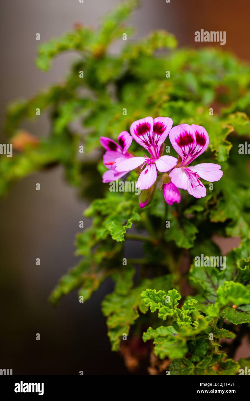 Purple pelargonium hi-res stock photography and images - Alamy
