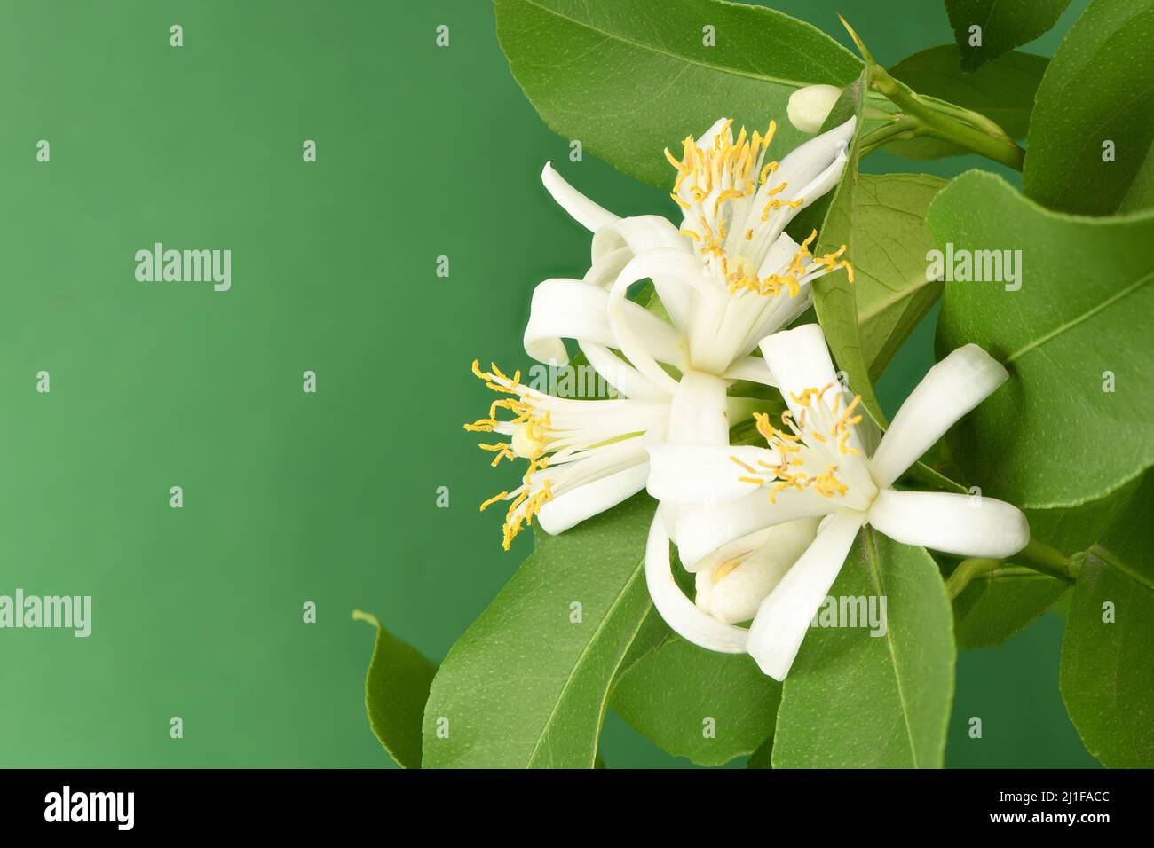 Fresh lemon flover isolated on green background. High resolution photo ...