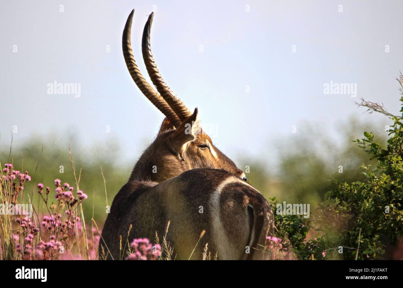 Waterbuck Bull, South Africa Stock Photo - Alamy