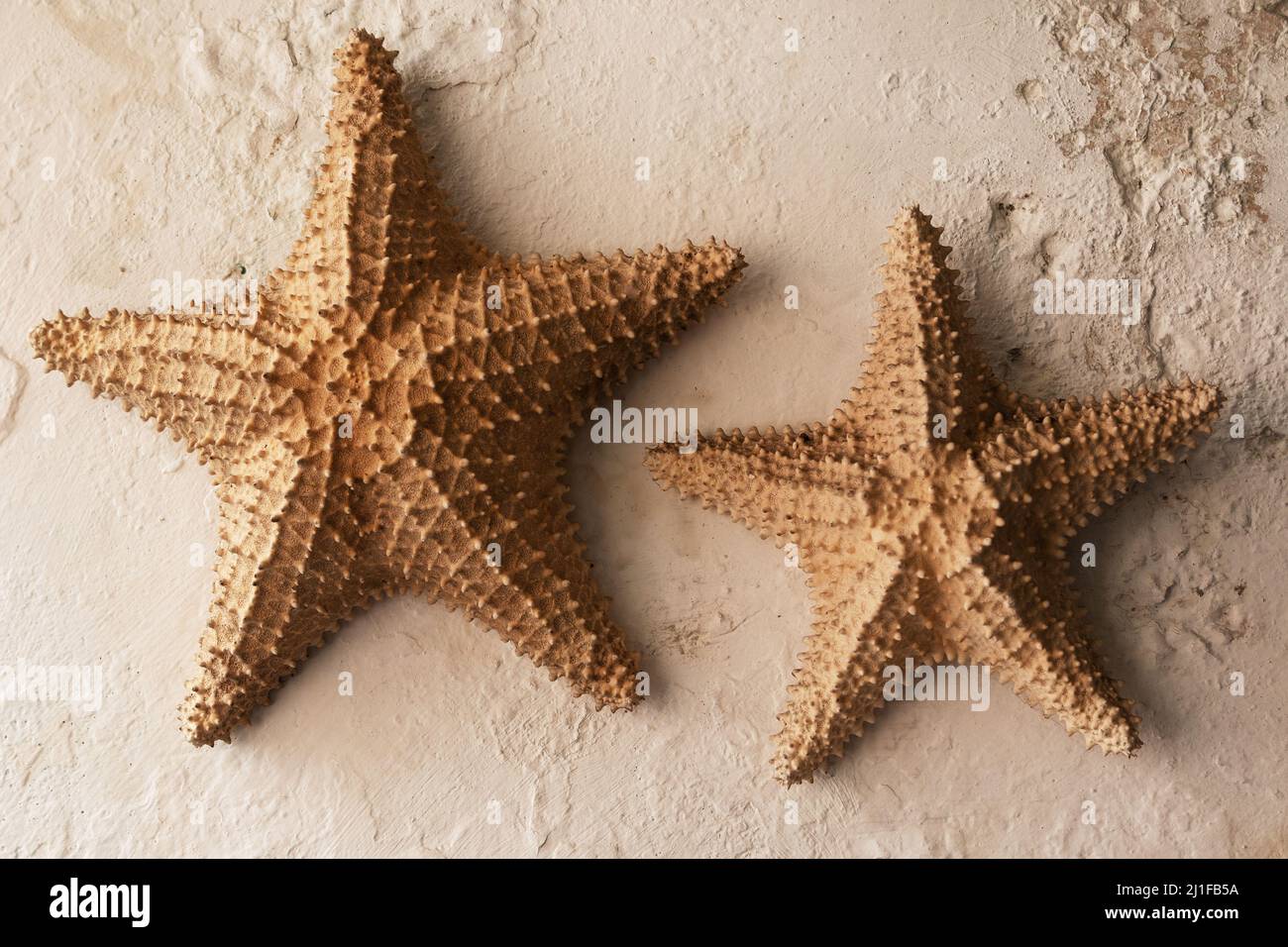 Starfish hanging as decoration on the wall Stock Photo - Alamy
