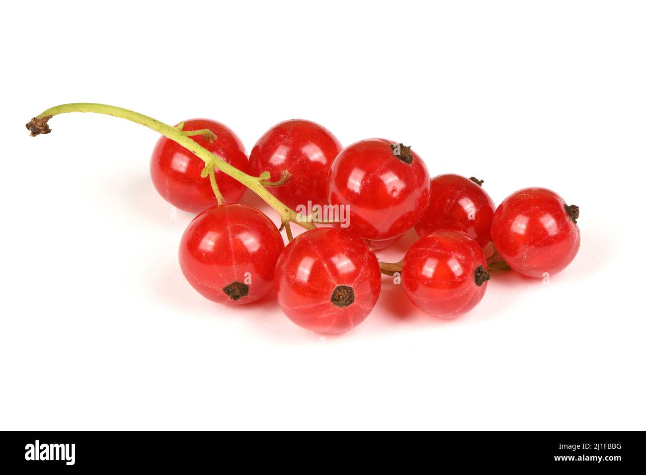 Juicy currant. Fresh red currant isolated on white background. High ...
