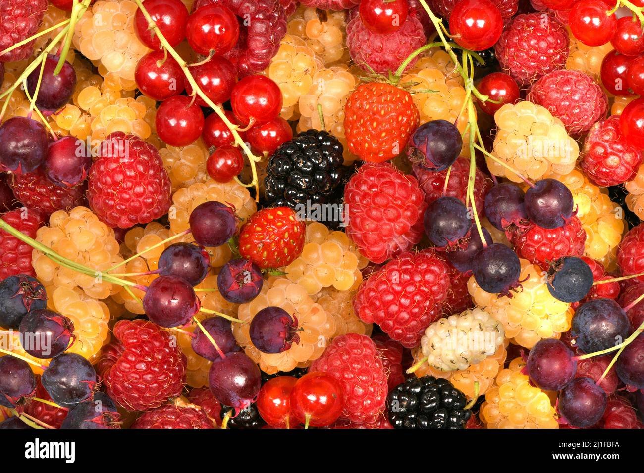Berries of amelanchier, red currant, yellow and red raspberry. Berry ...