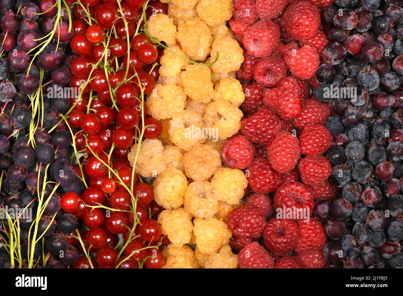 Berries of amelanchier, red currant, yellow and red raspberry. Berry ...