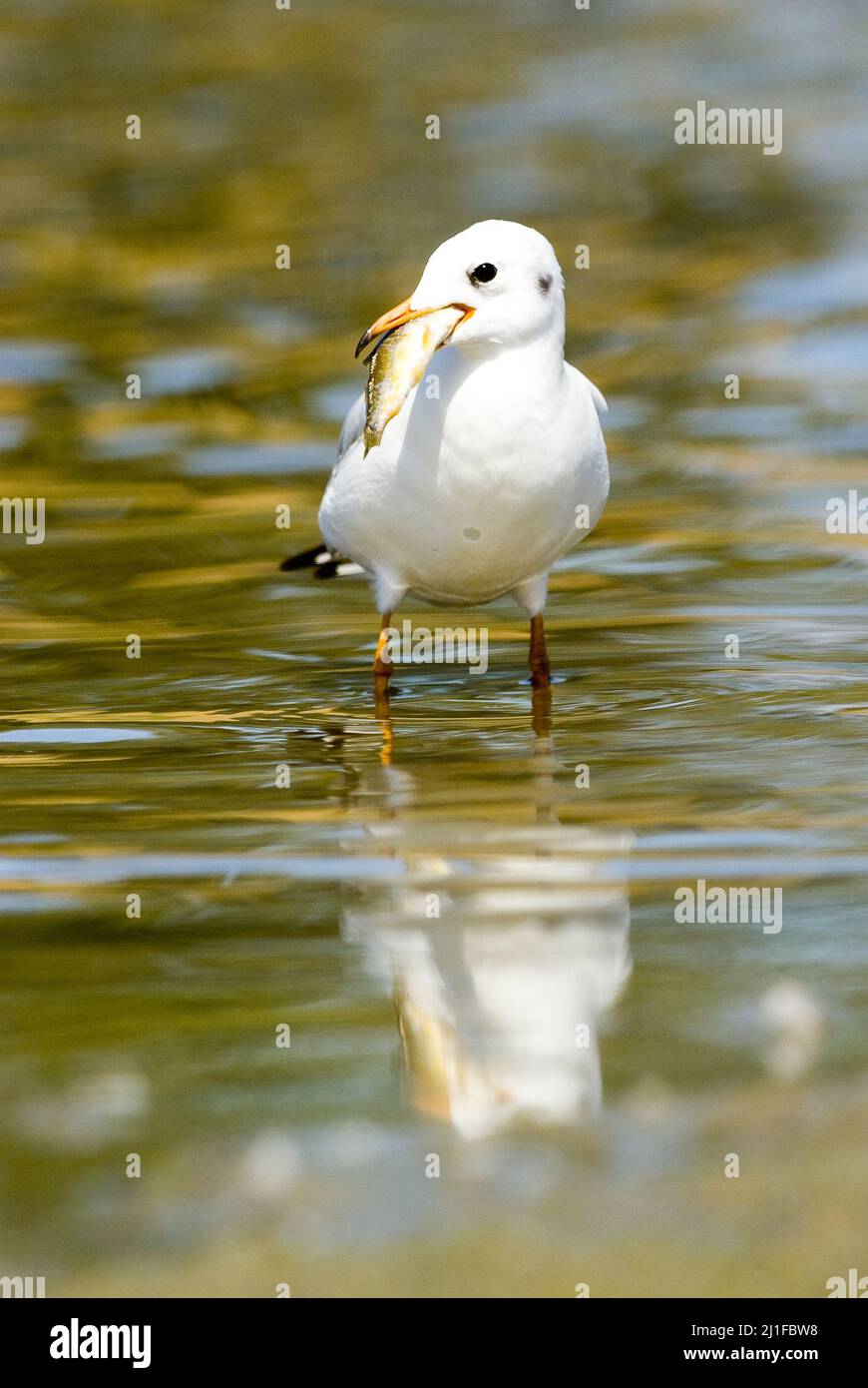 A vertical shot of a black-headed (Larus ridibundus) gull with a fish ...