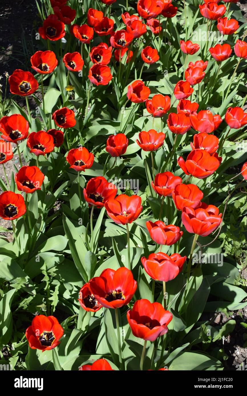 Field of red tulips.Colorful tulip flower field, in full bloom.Lots of ...