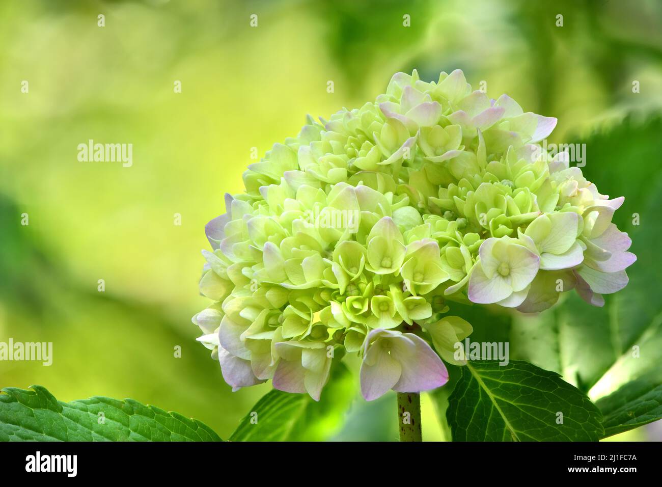 Bouquet of green flower hydrangea on garden background. High resolution ...