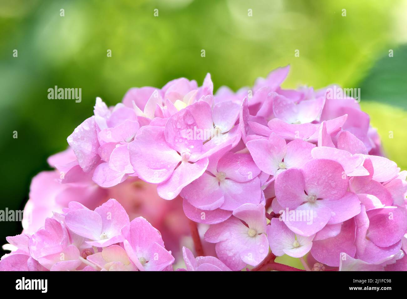 Bouquet of pink flower hydrangea on garden background. High resolution ...