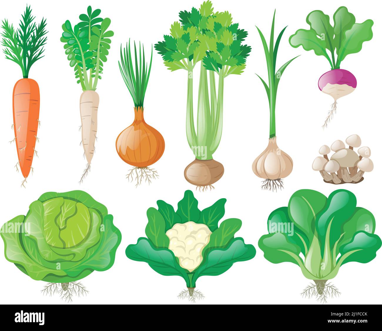 Cabbage types Cut Out Stock Images & Pictures - Alamy