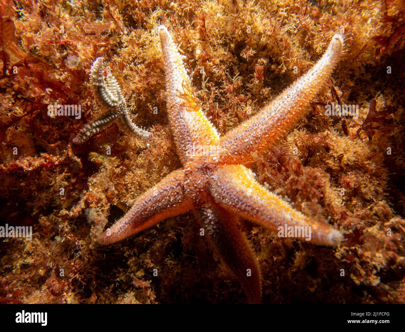 A closeup picture of a common starfish, common sea star or sugar ...