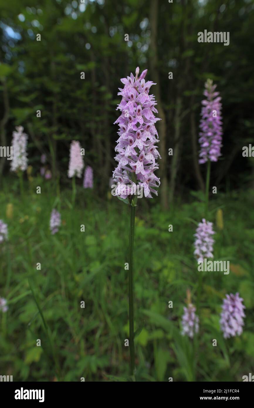Fox`s Orchid (Dactylorhiza fuchsii) in the Rhoen, Hesse, Germany Stock ...