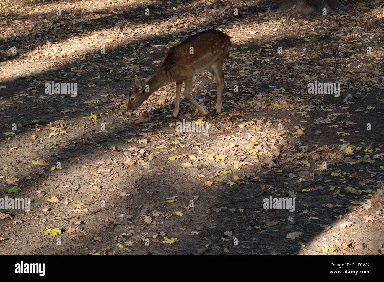 The chital (Axis axis), also known as spotted deer, chital deer, and ...