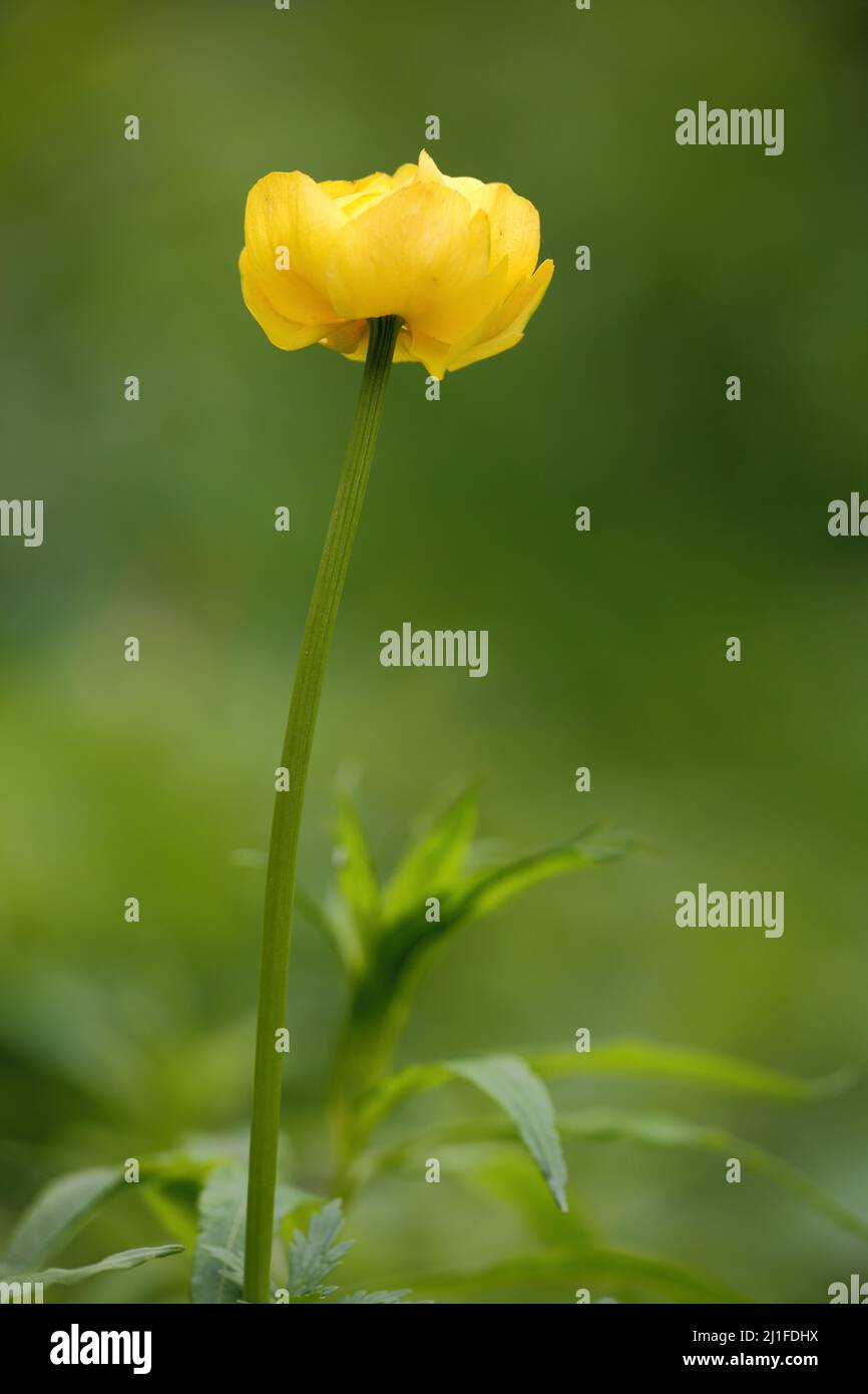 European Globeflower (Trollius europaeus) with stem in the Langen Rhoen ...