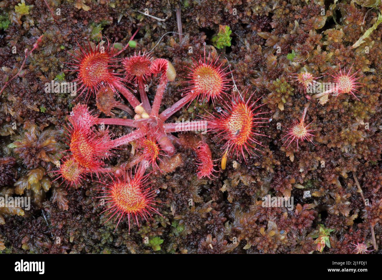 Droserales hi-res stock photography and images - Alamy