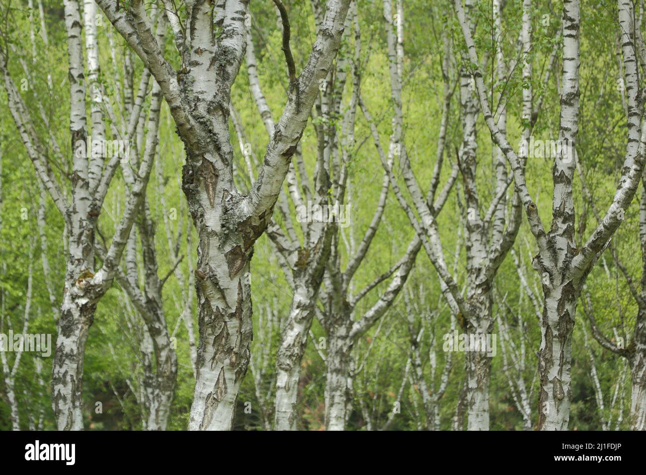 Silver birch tree in bloom hi-res stock photography and images - Alamy
