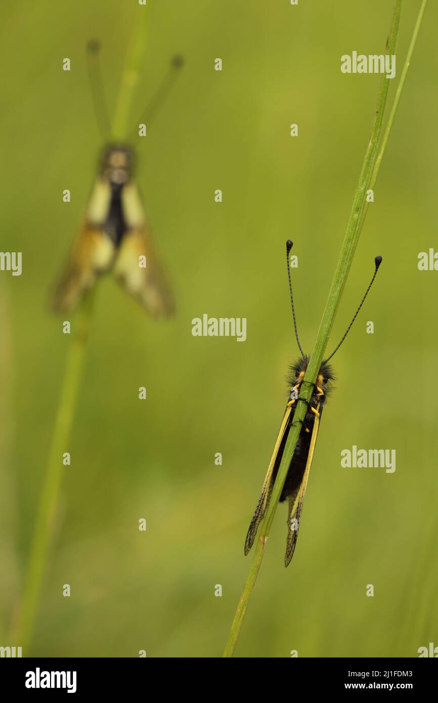 Two dragonfly butterflies (Libelloides coccajus) in Badberg ...
