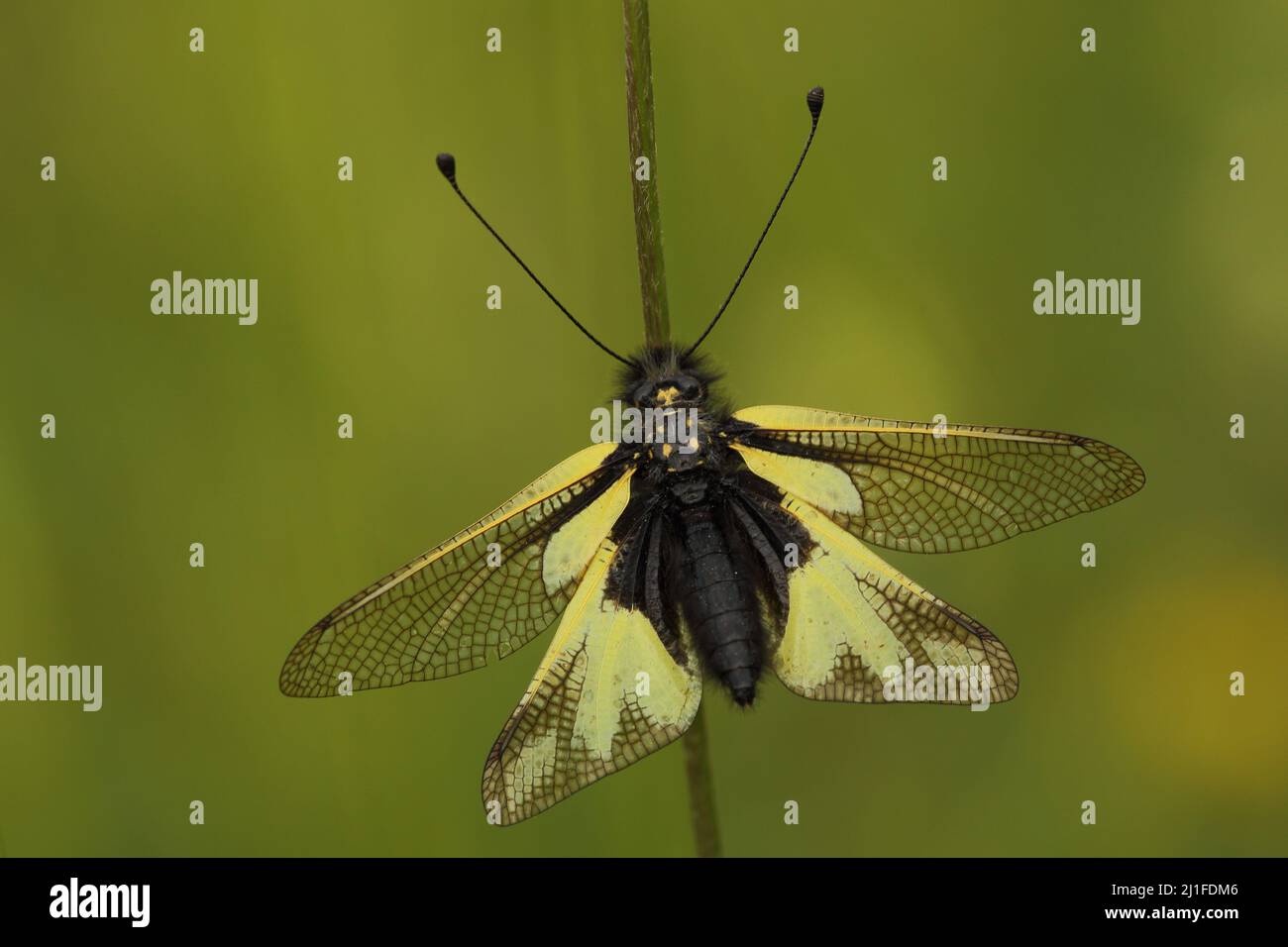 Dragonfly butterfly (Libelloides coccajus) in Badberg, Kaiserstuhl ...
