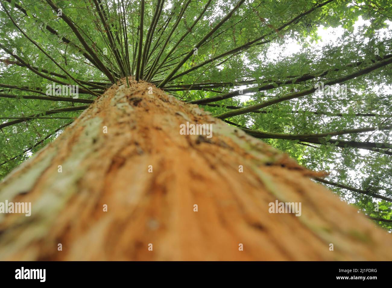 Coast redwood (Sequoia sempervirens) in Liliental, Kaiserstuhl, Baden ...