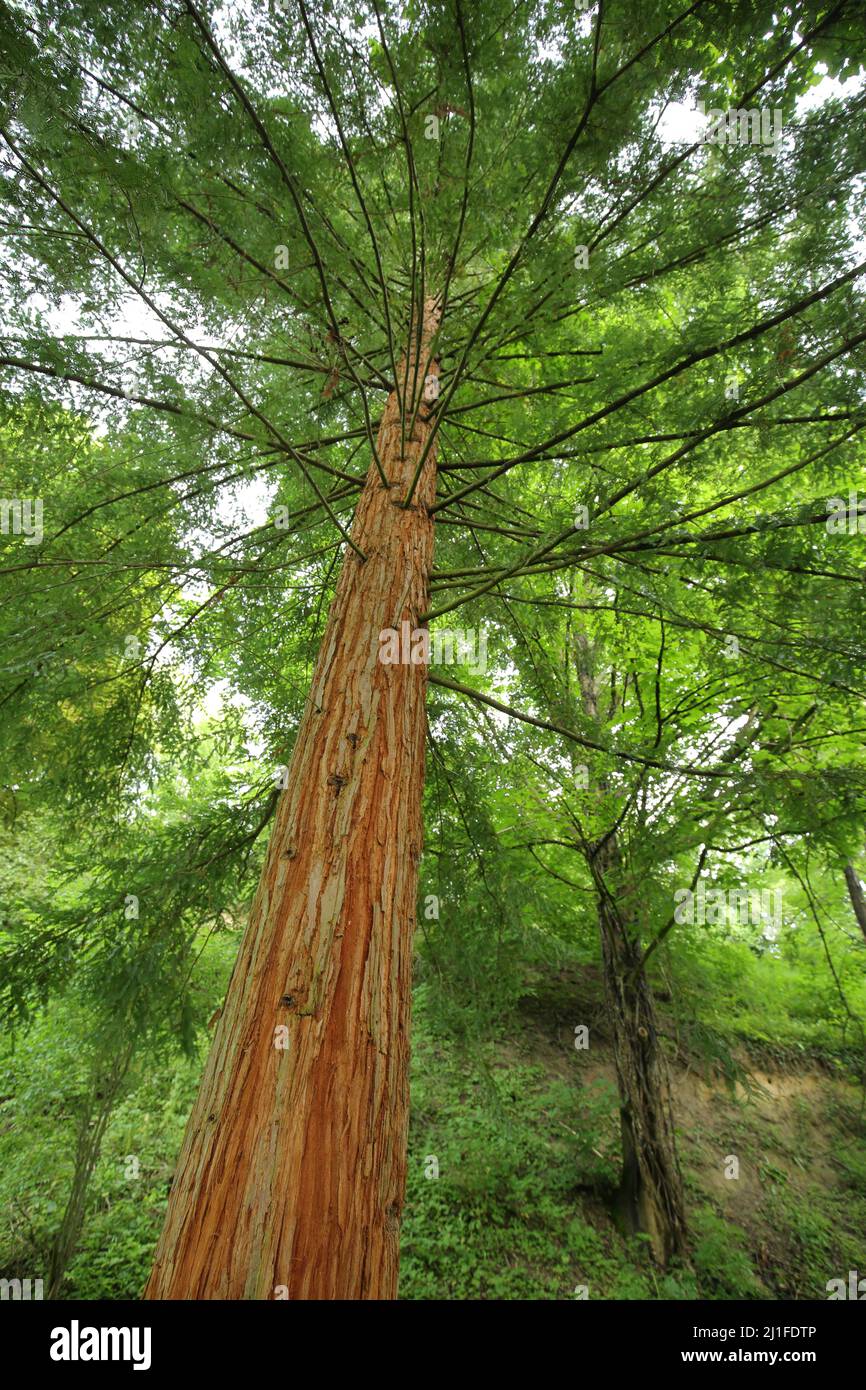 Redwood tree sequoioideae sequoia hi-res stock photography and images ...