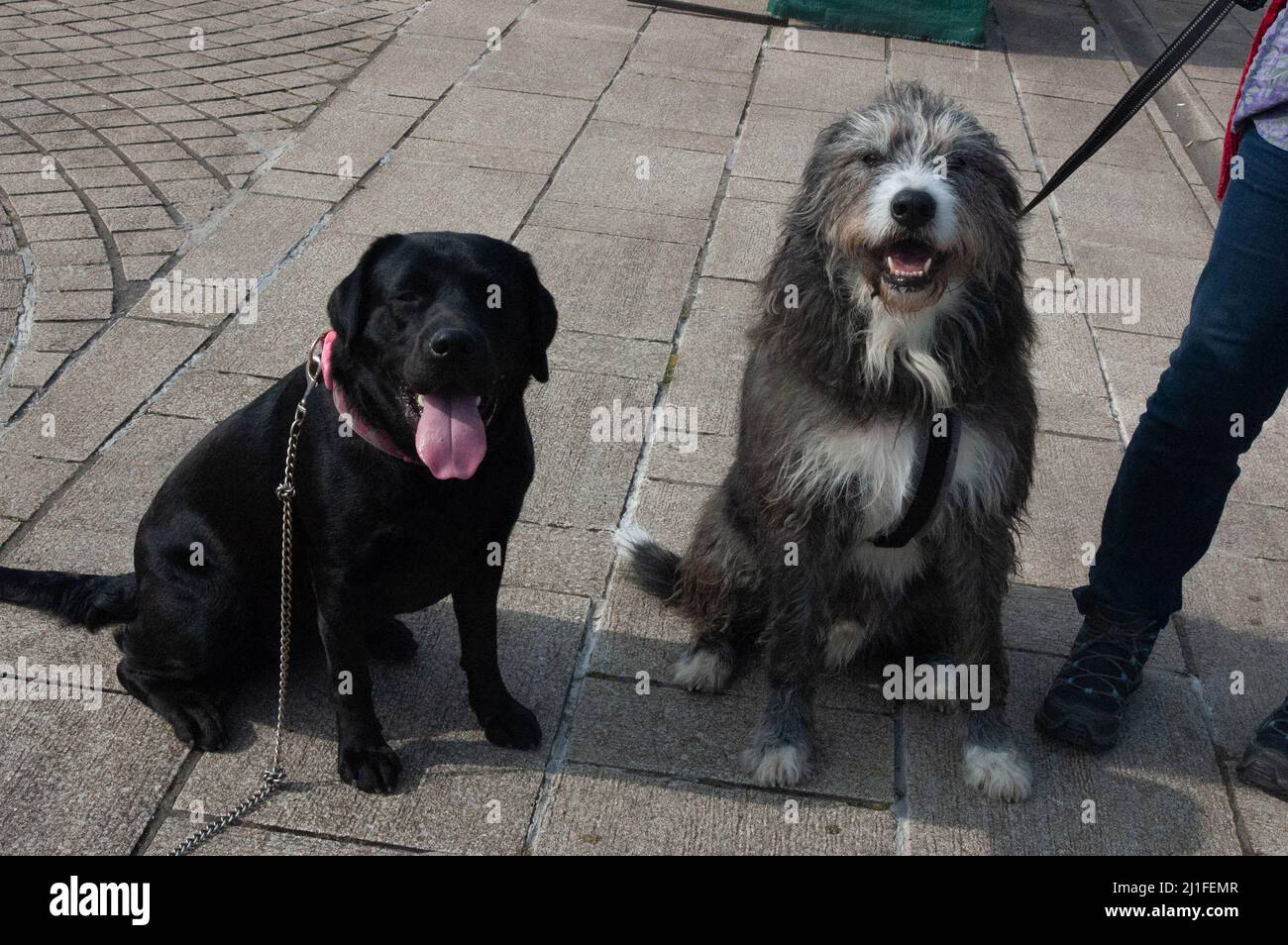 Scottish Deerhound Lab Mix