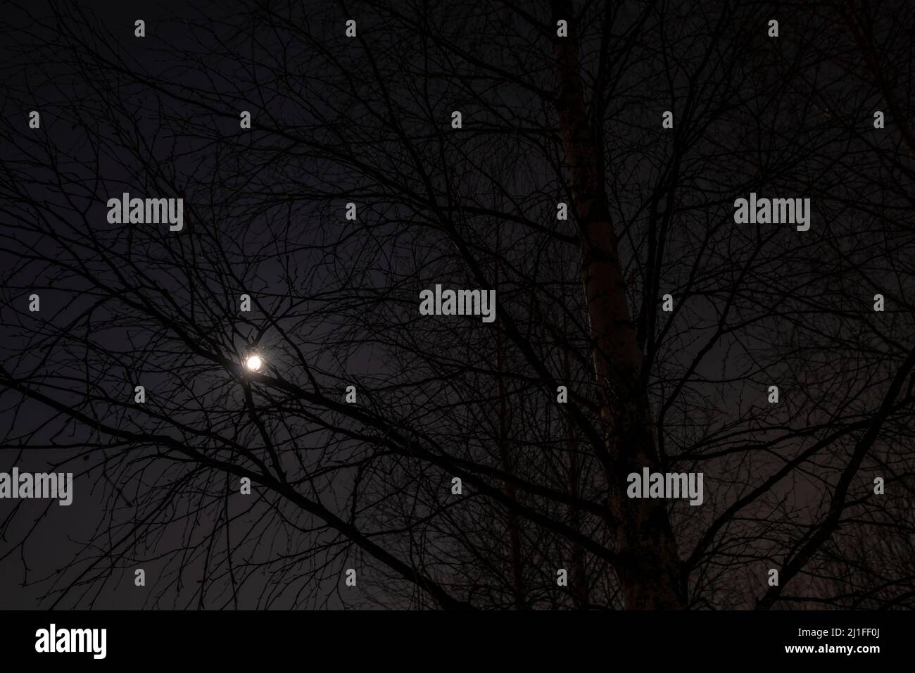 A full moon seen through the branches of birch trees in a forest Stock ...