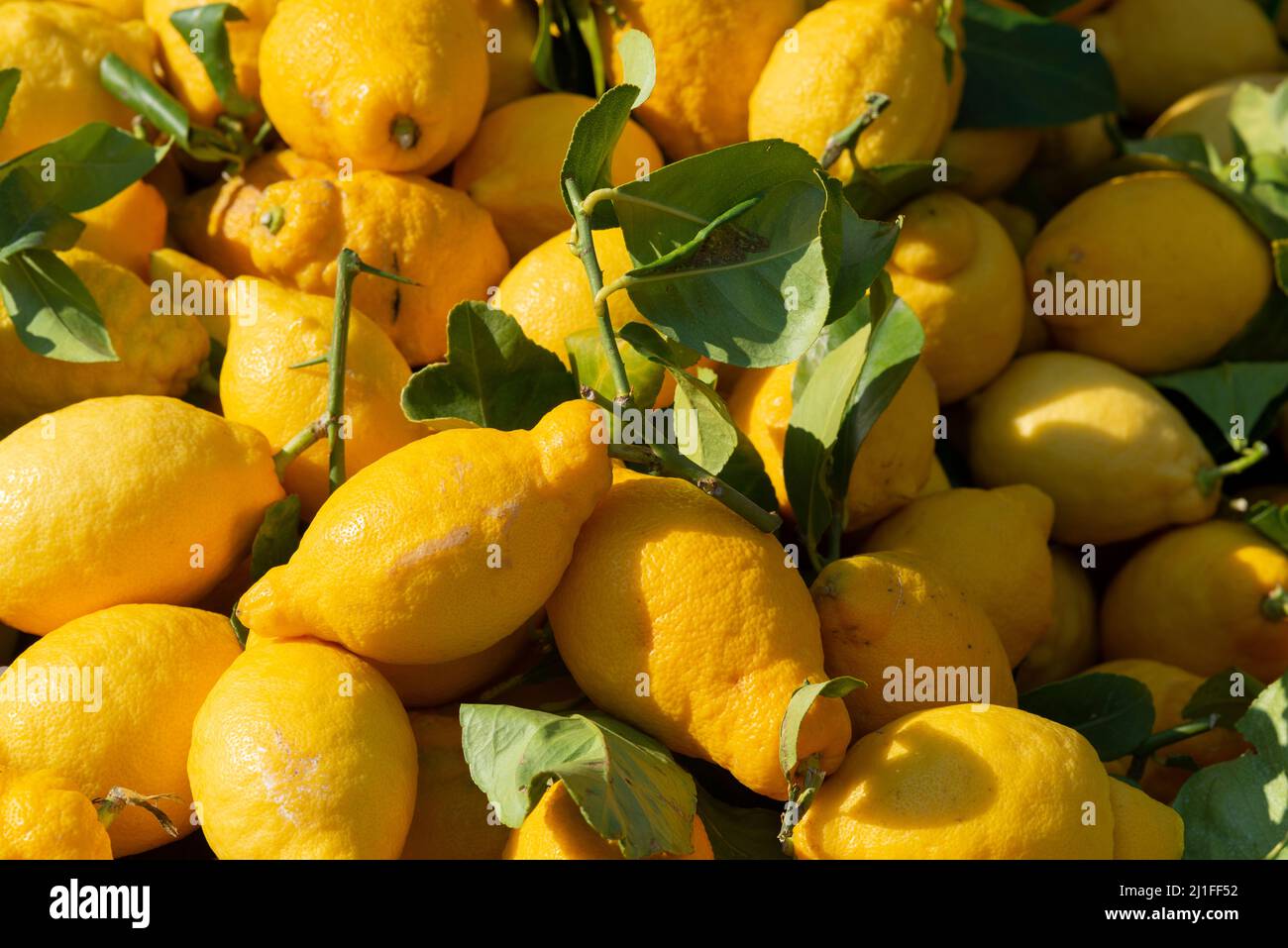 Fresh Lemons with Leaves in a Market Stock Photo - Alamy