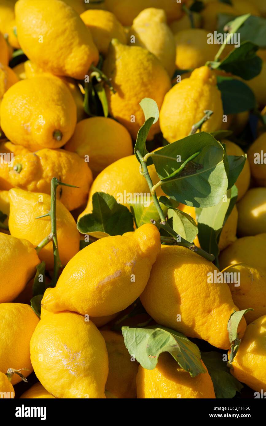 Fresh Lemons with Leaves in a Market Stock Photo - Alamy