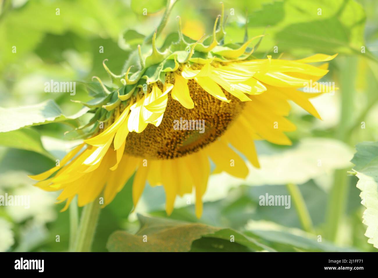 Sunflower asmr hi-res stock photography and images - Alamy