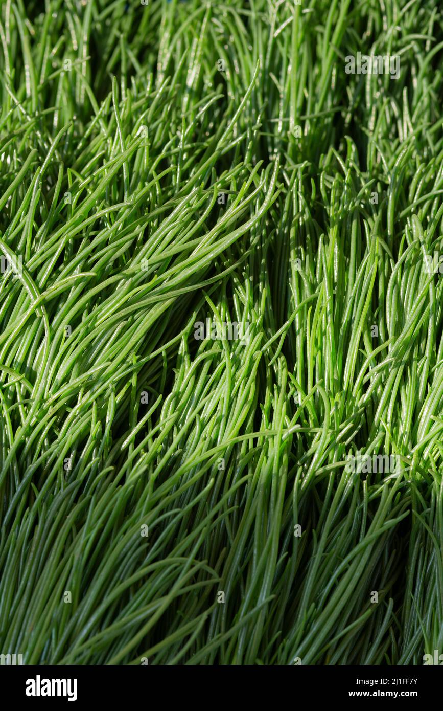 Saltwort or Friar's Beard Vegetable, Also Known as Agretti Stock Photo ...