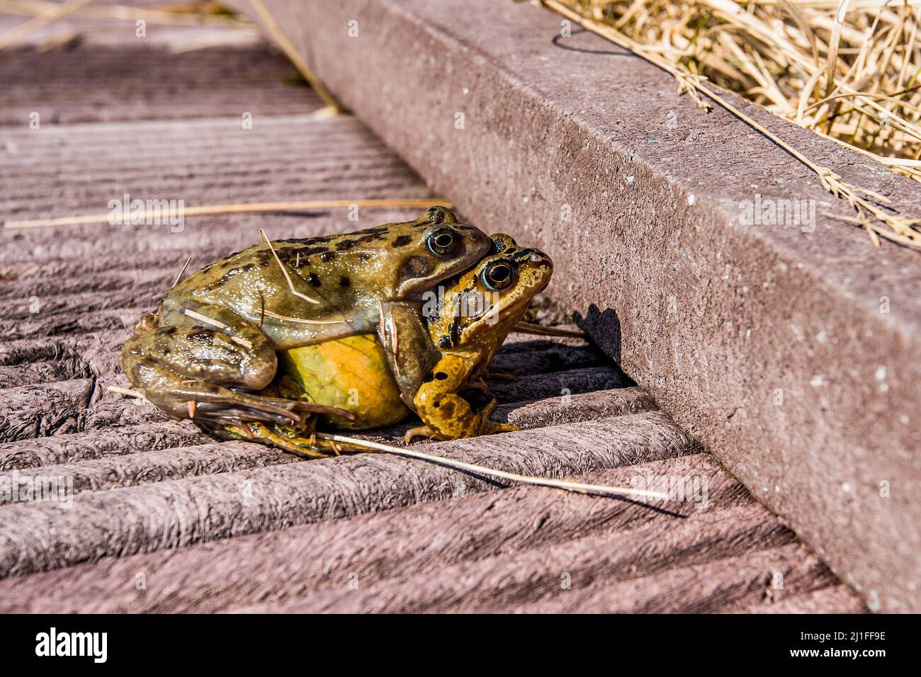Rana temporaria. Mating frogs head piggy-back towards water for ...