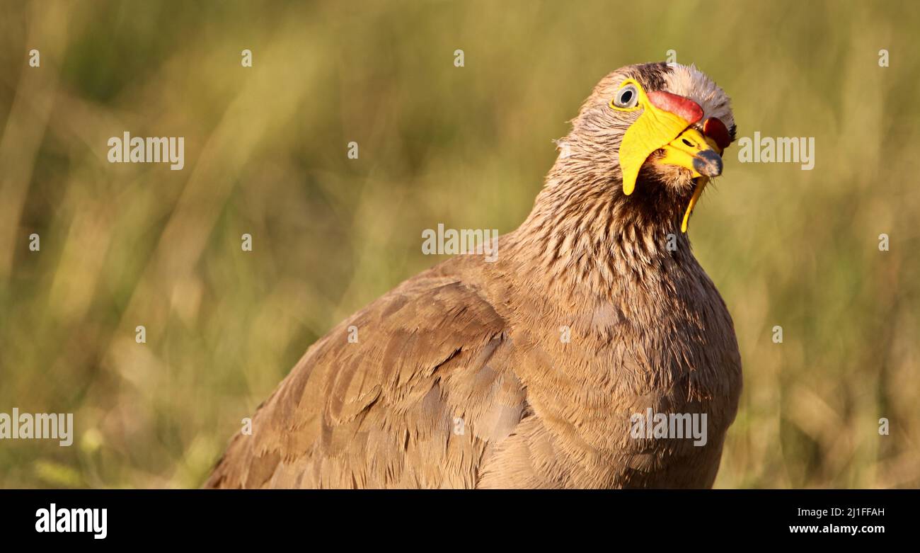 African wattle lapwing hi-res stock photography and images - Alamy