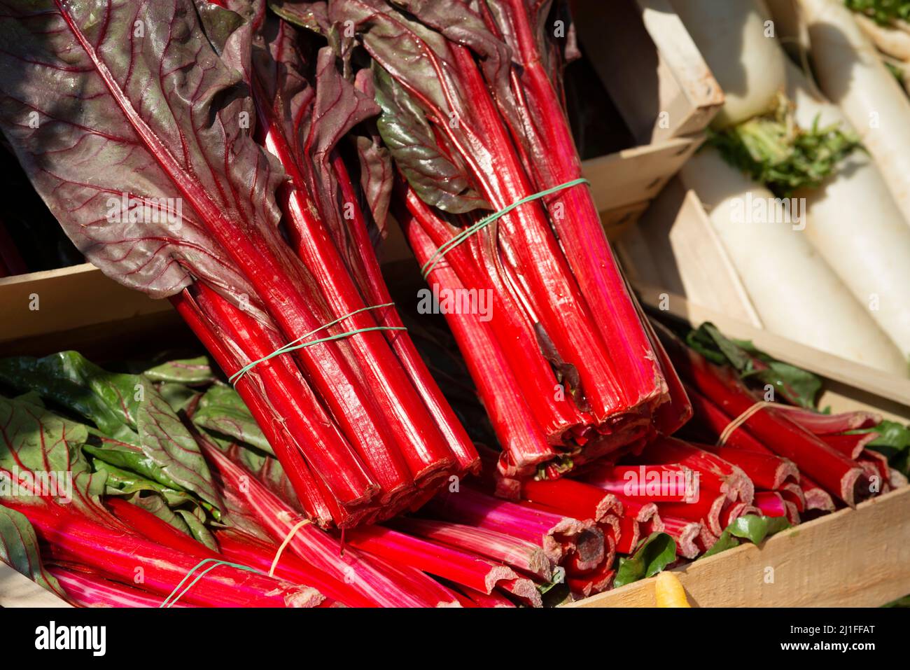 Red rhubarb swiss chard hi-res stock photography and images - Alamy