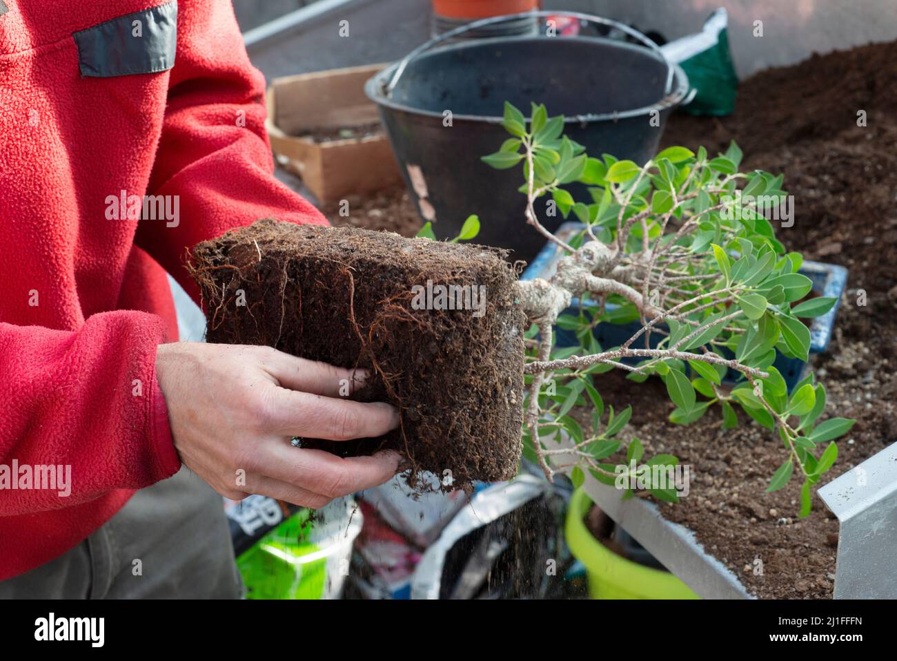 Maintaining and Repotting, Ficus Retusa Stock Photo - Alamy