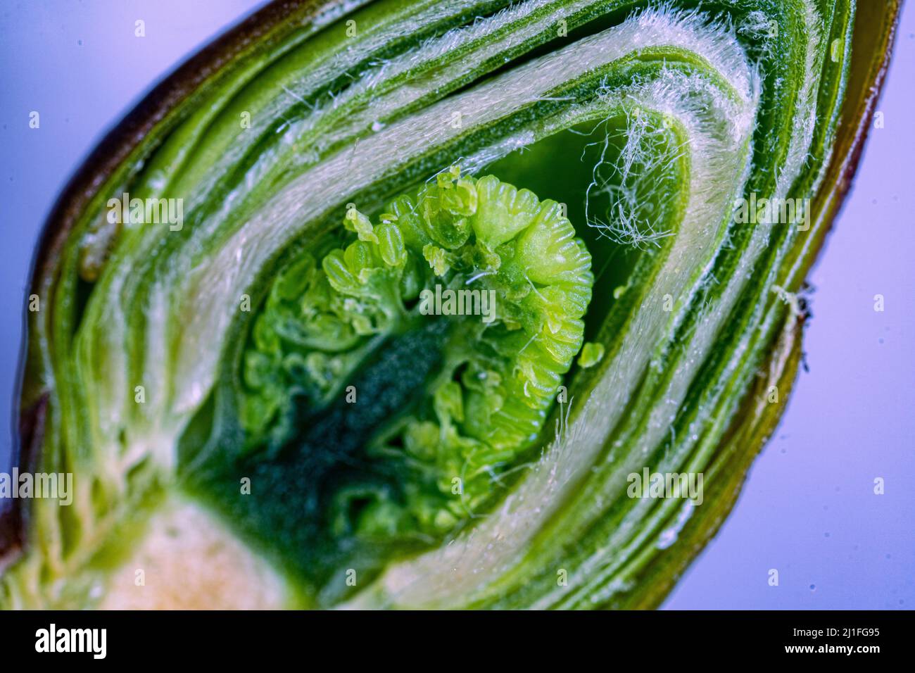 A cut of a flower bud on a spring tree. View in a microscope Stock ...