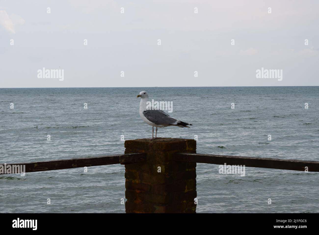 One seagull sits on a old sea pier. The European herring gull, Seagull ...