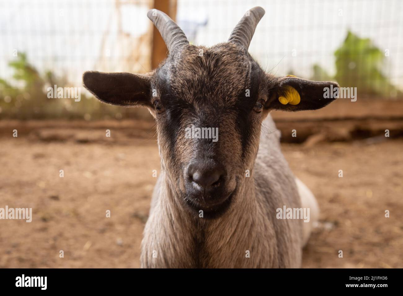 Animal portrait of a goat with horns High quality Stock Photo - Alamy