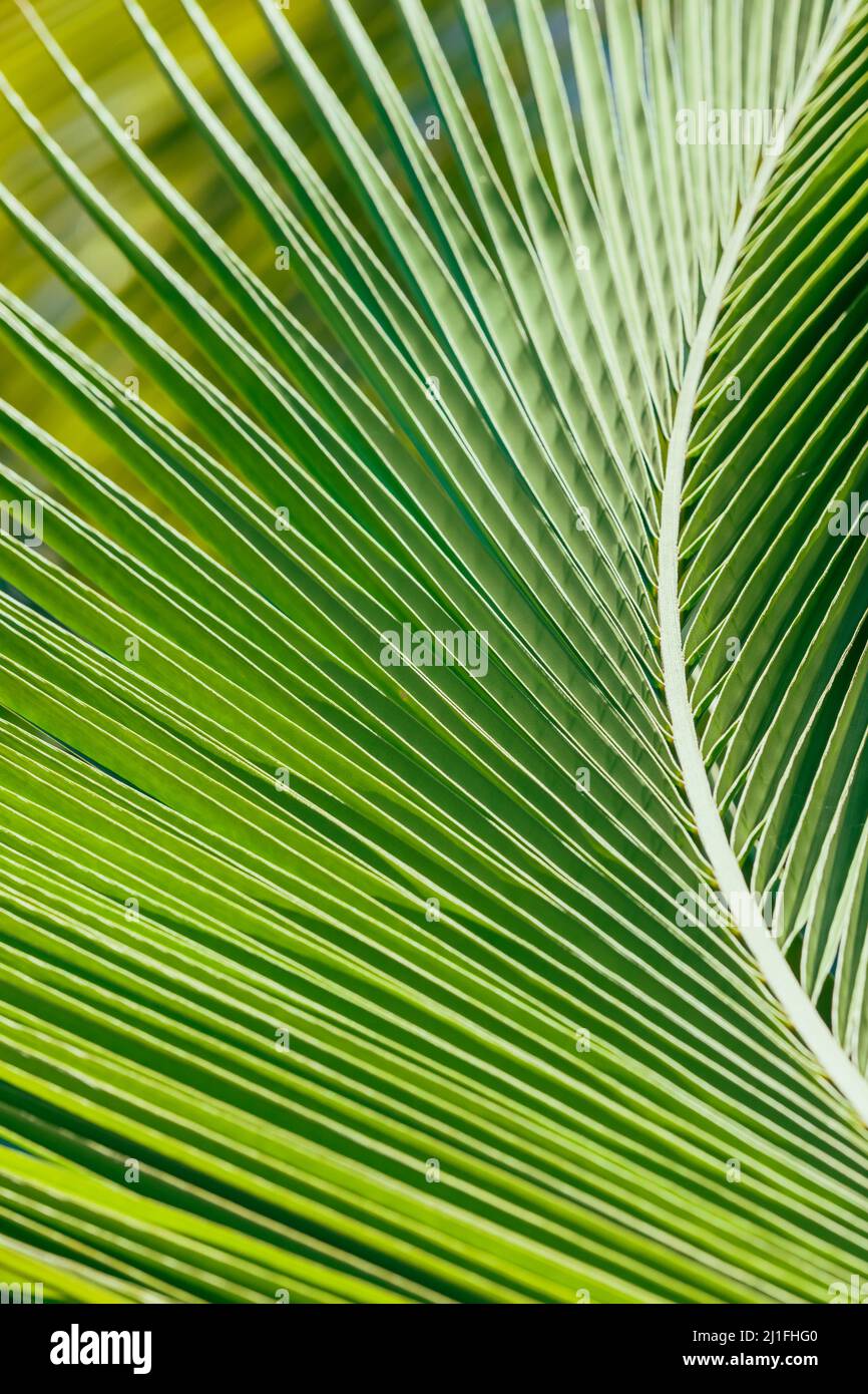 Vertical leaf pattern hi-res stock photography and images - Alamy
