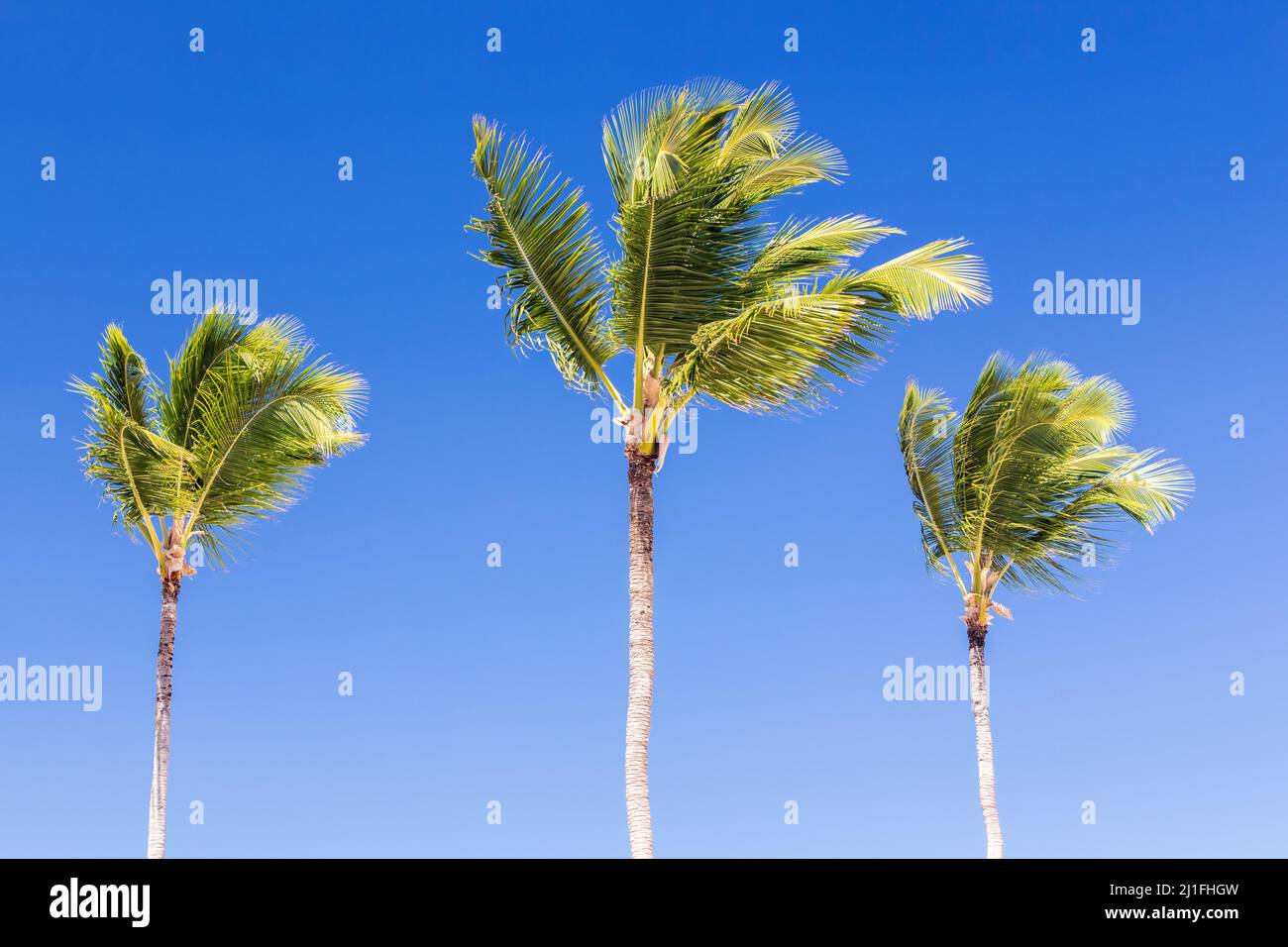 Three palm tree island hi-res stock photography and images - Alamy