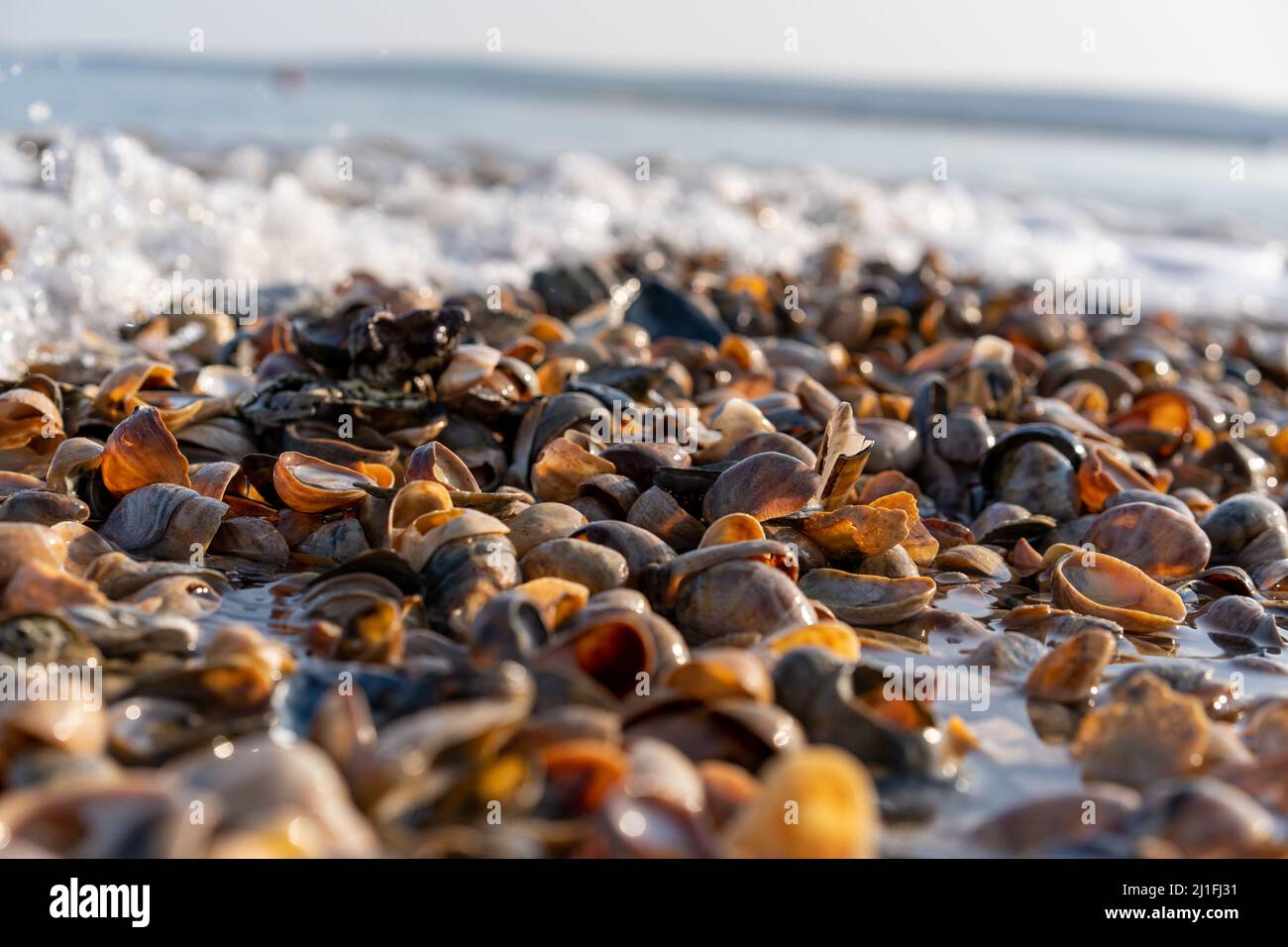 Shells washed up on beach with waves Stock Photo - Alamy