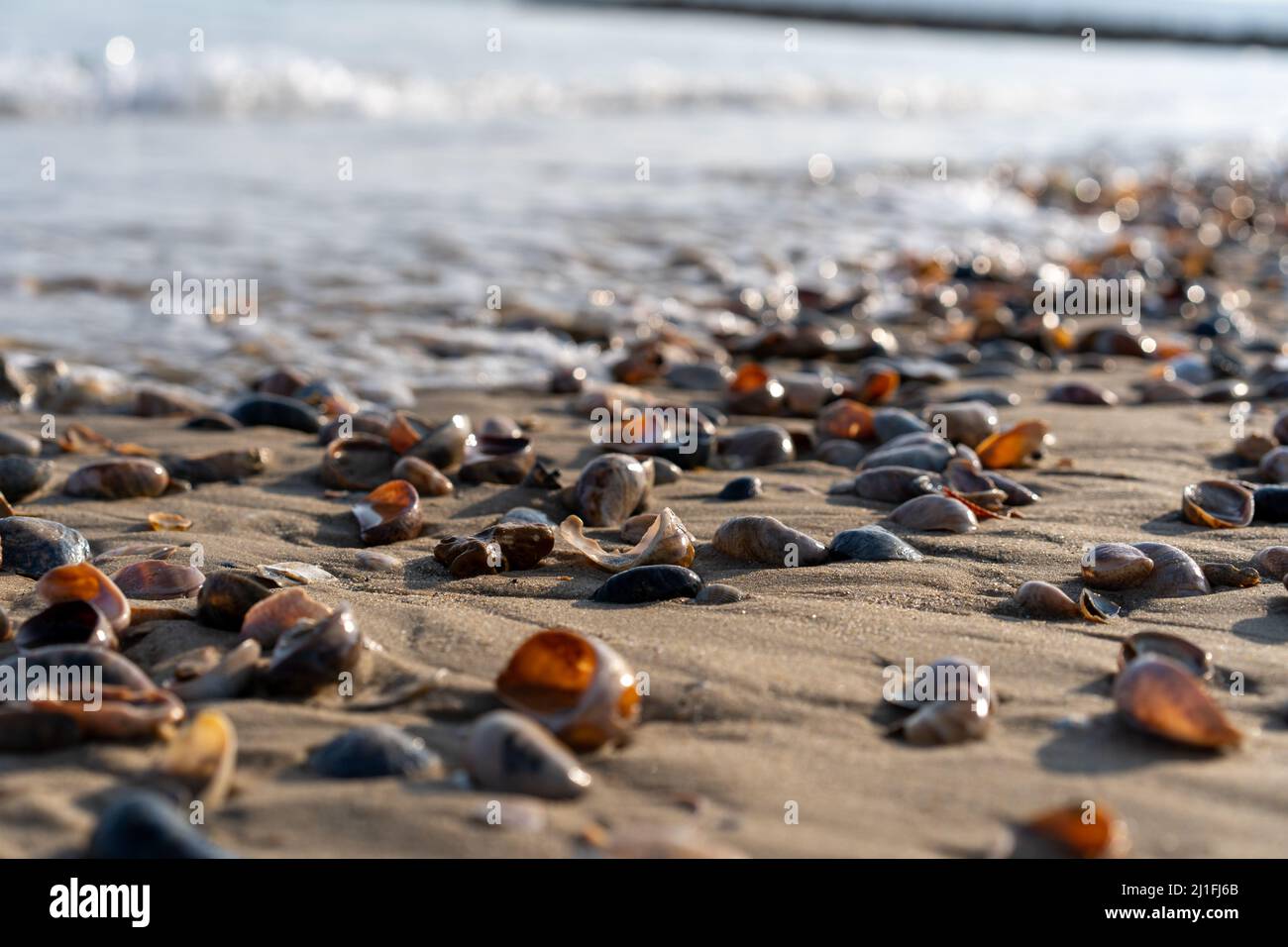 shells washed up on beach Stock Photo - Alamy