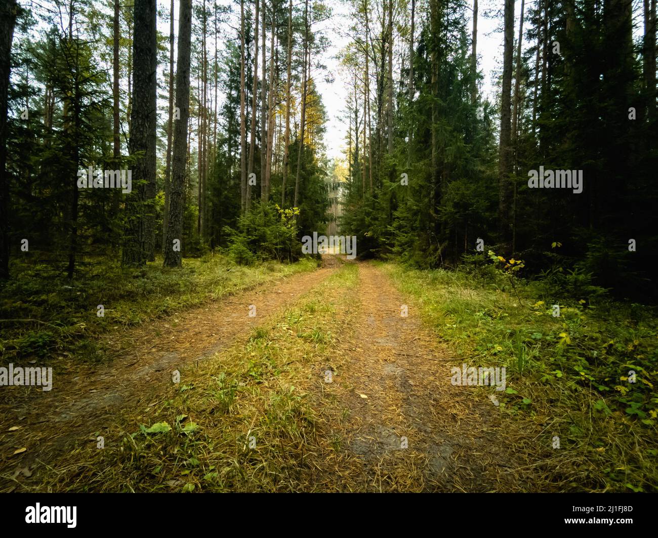 Empty forest road in the old autumn European forest. Wild nature ...