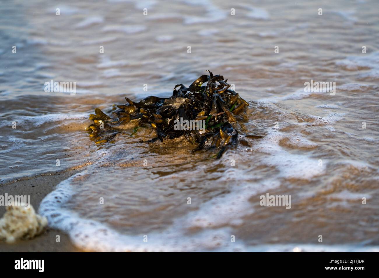 Sea weed on beach hi-res stock photography and images - Alamy
