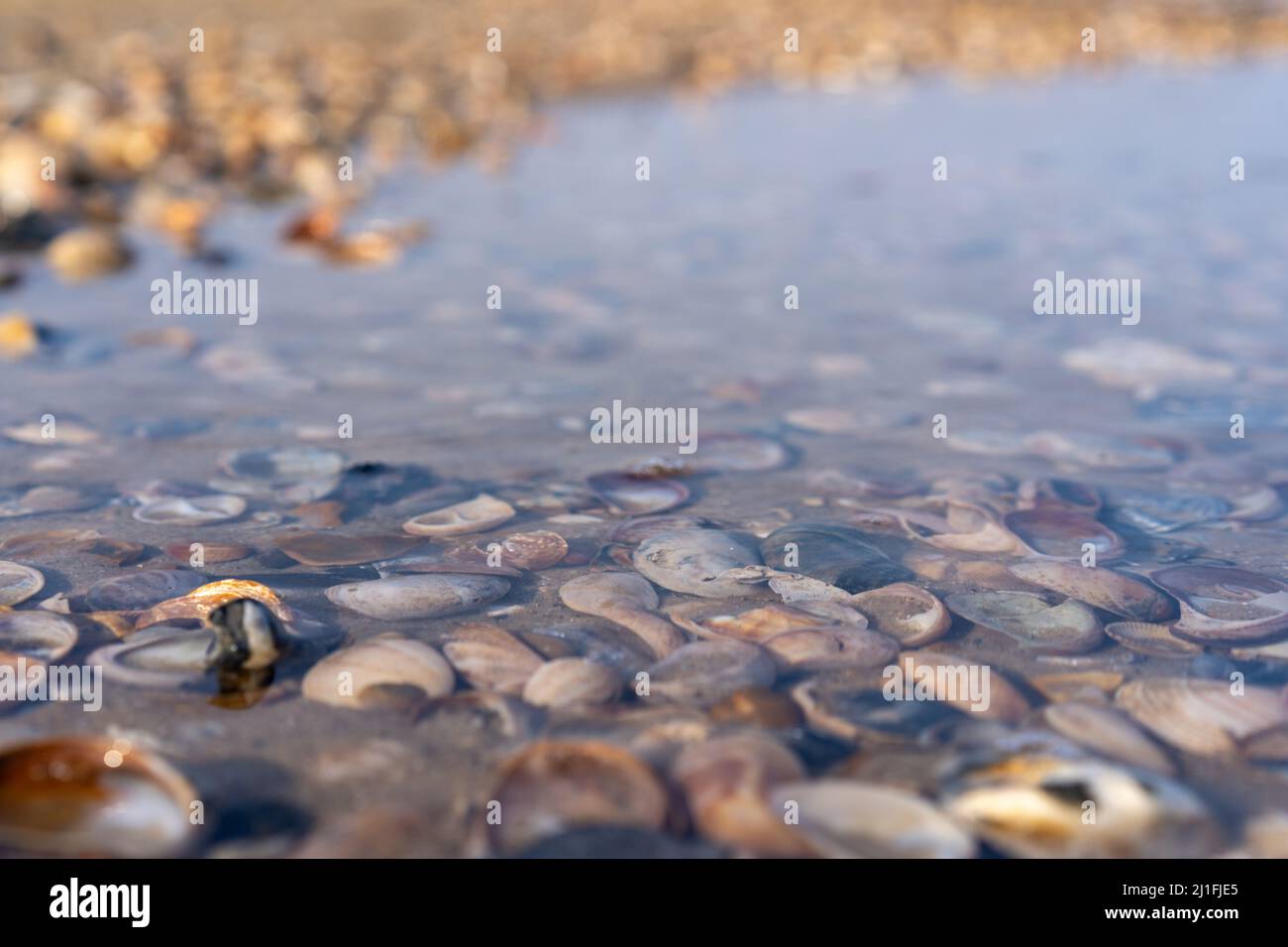 Shells submerged under water on beach Stock Photo - Alamy