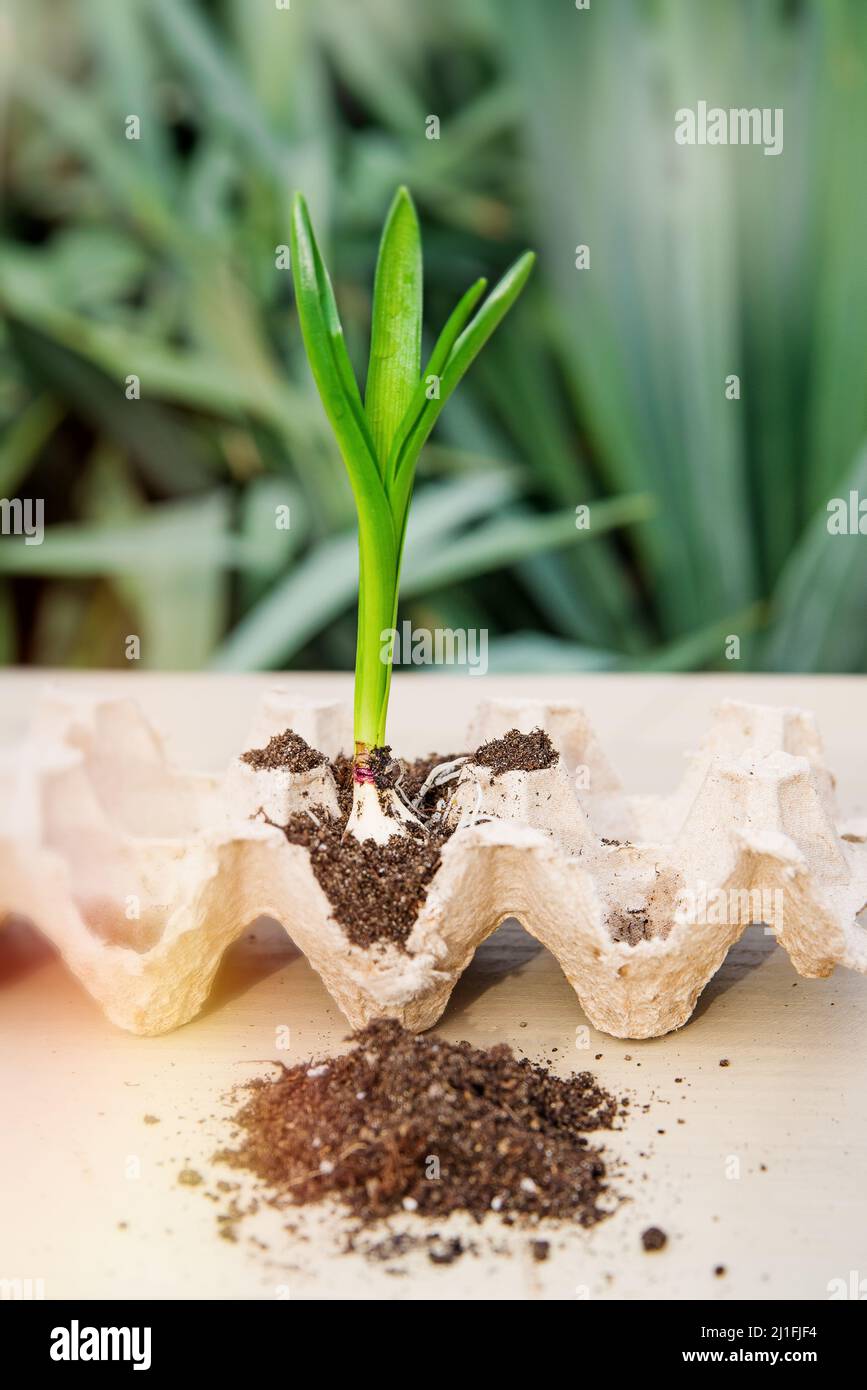 Seed germination at home. sprouted. Growing sprouts. Concept green ...