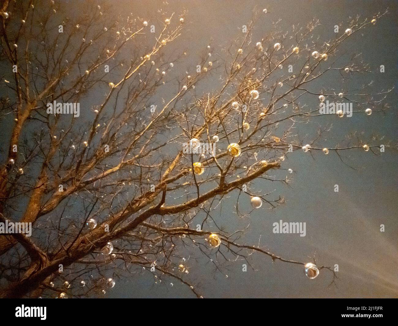 Branches of an old oak tree with toy glass balls against the background ...