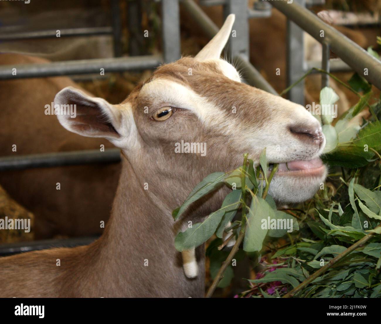 A Goat in a Pen Chewing the Plant Goat Willow Stock Photo - Alamy