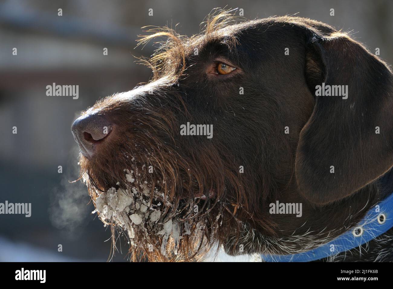 muzzle of a dog of a hunting breed, close-up, German dratar. High ...