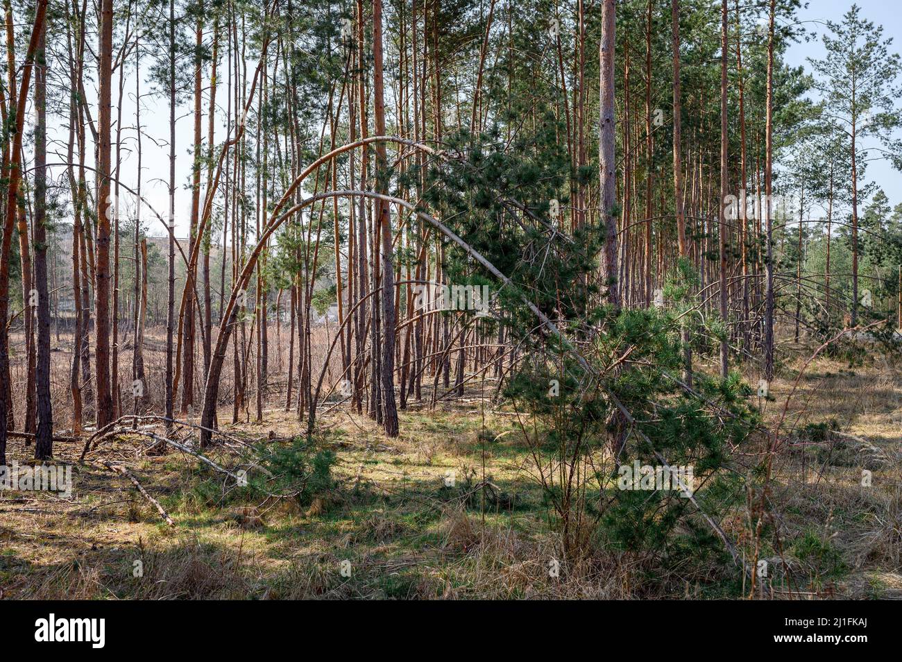 Nuremberg, Germany. 25th Mar, 2022. Pine trees are bending to the ...