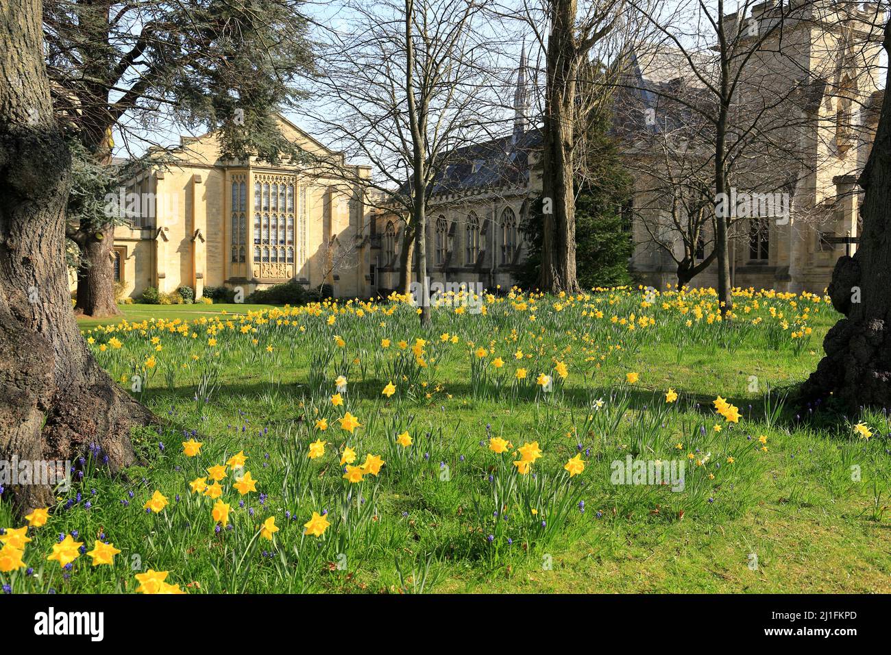 Spring daffodils blooming in the grounds of the renowned Cheltenham ...
