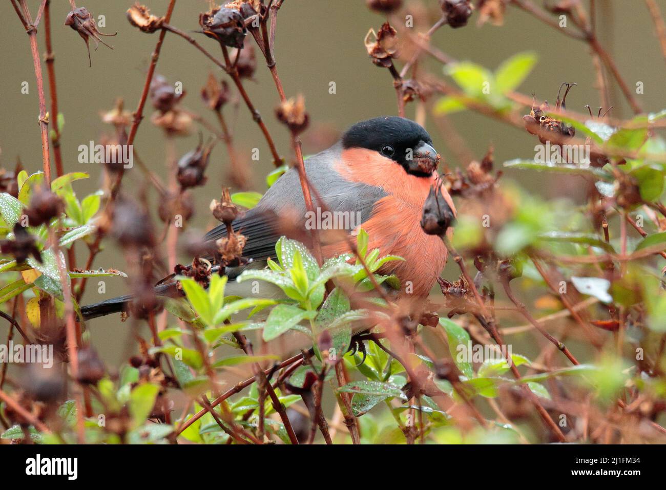 Flying bullfinch uk hi-res stock photography and images - Alamy