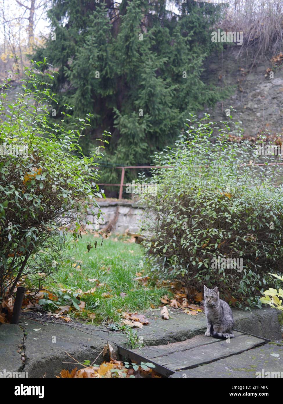Cat sitting on a bench hi-res stock photography and images - Alamy